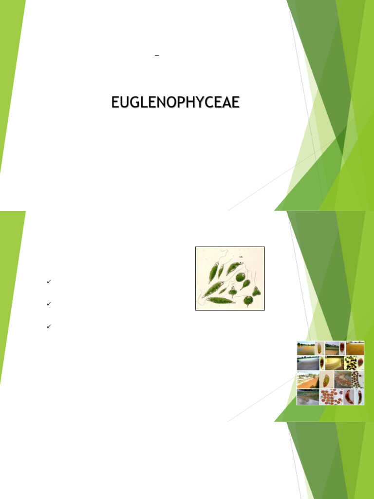 Euglenophyceae. 095606 | PDF | Biología