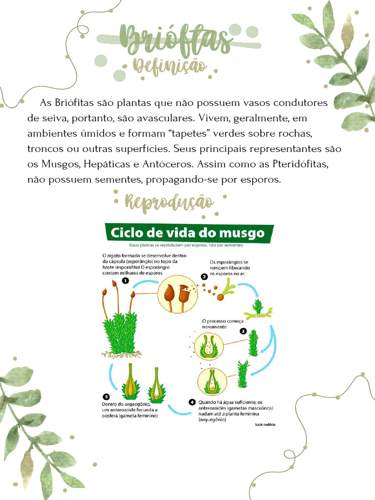 Briófitas: Características e Reprodução | PDF