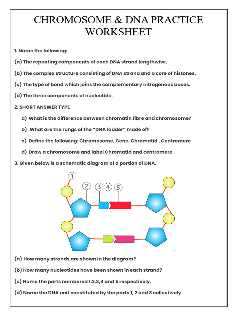 Dna and Chromosome Practice Worksheet | PDF
