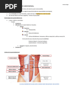 Anatomía de la Región Inguinocrural | PDF | Abdomen | Anatomía