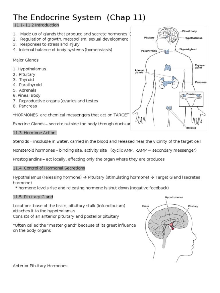 The Endocrine System (Notes) | Adrenal Gland | Thyroid