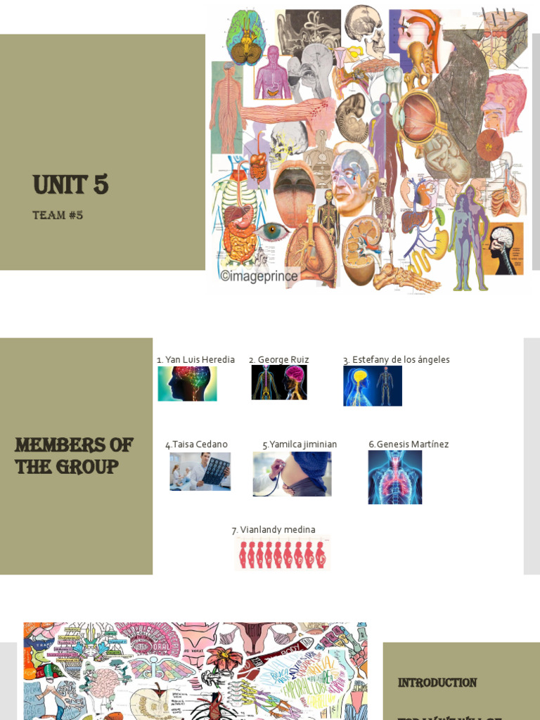 Unit 5 Ingles Exposicion Grupal | PDF | Childbirth | Central Nervous System