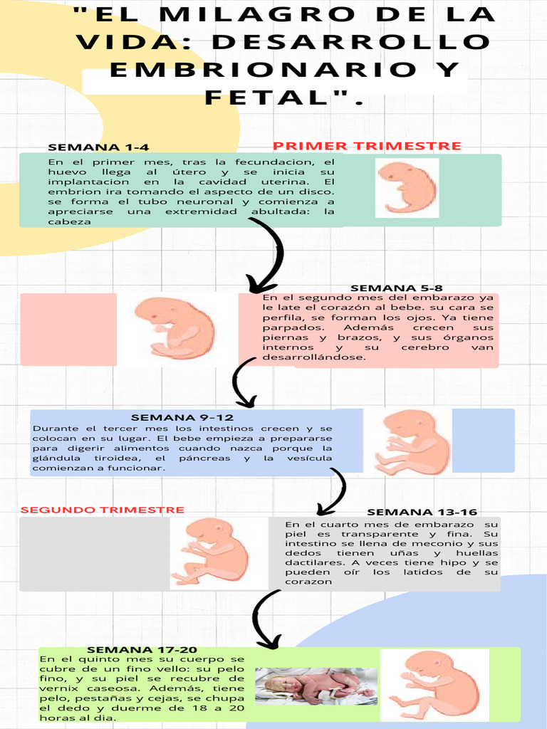 El Milagro de La Vida Desarrollo Embrionario y Fetal. | PDF | El ...