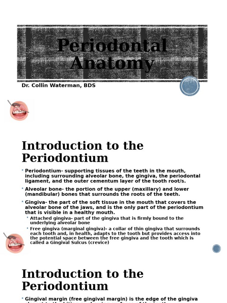 Introduction to Dental Anatomy (Lecture 9) | PDF | Periodontology | Mouth