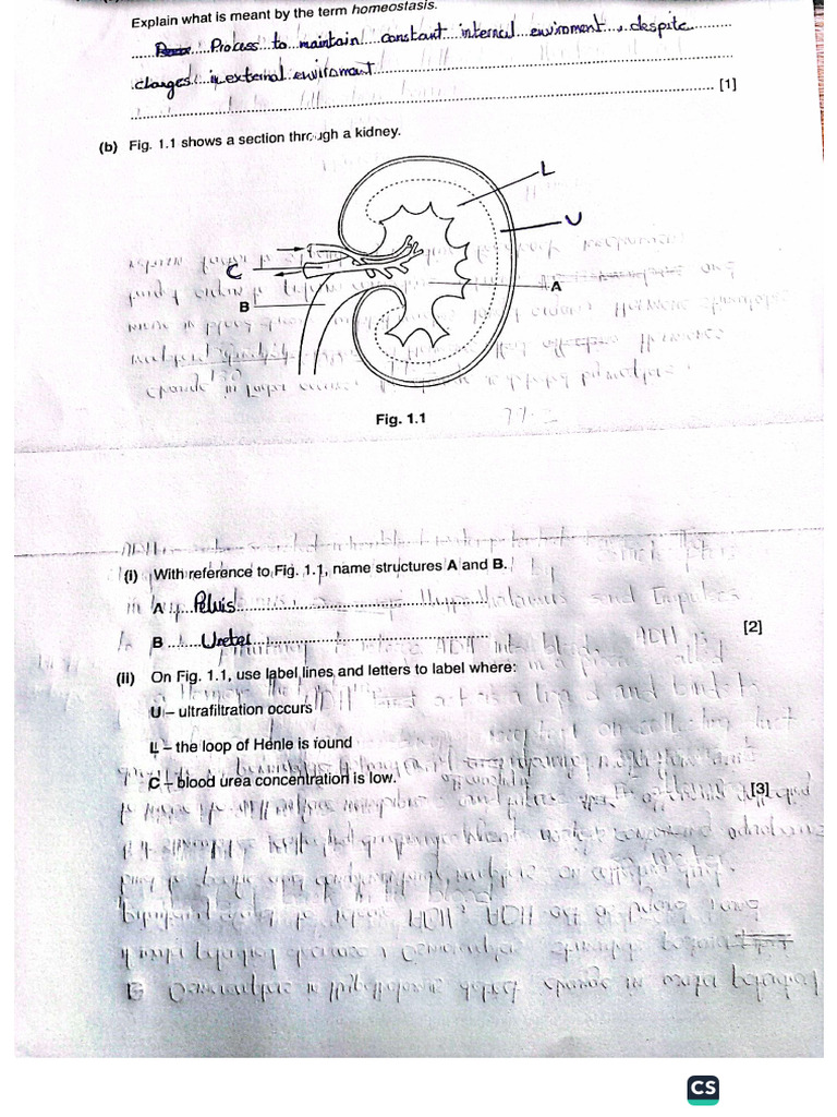 Homeostasis Quiz Yazan | PDF