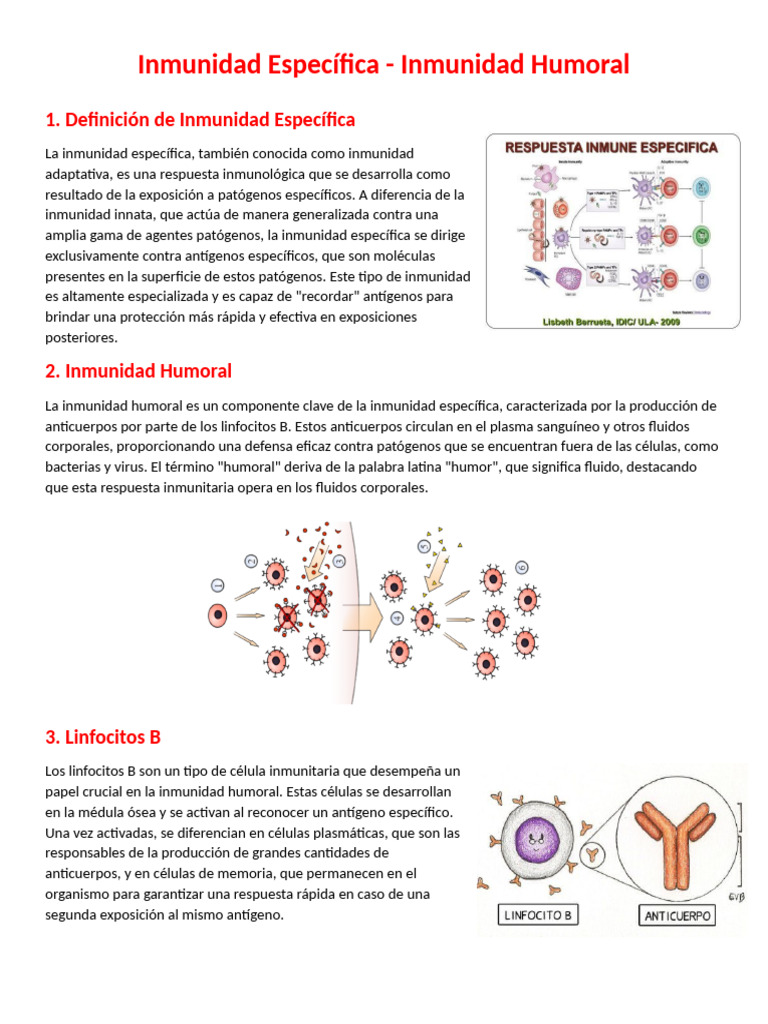 Inmunidad Específica INFORME DYR | PDF | Sistema inmune | Anticuerpo