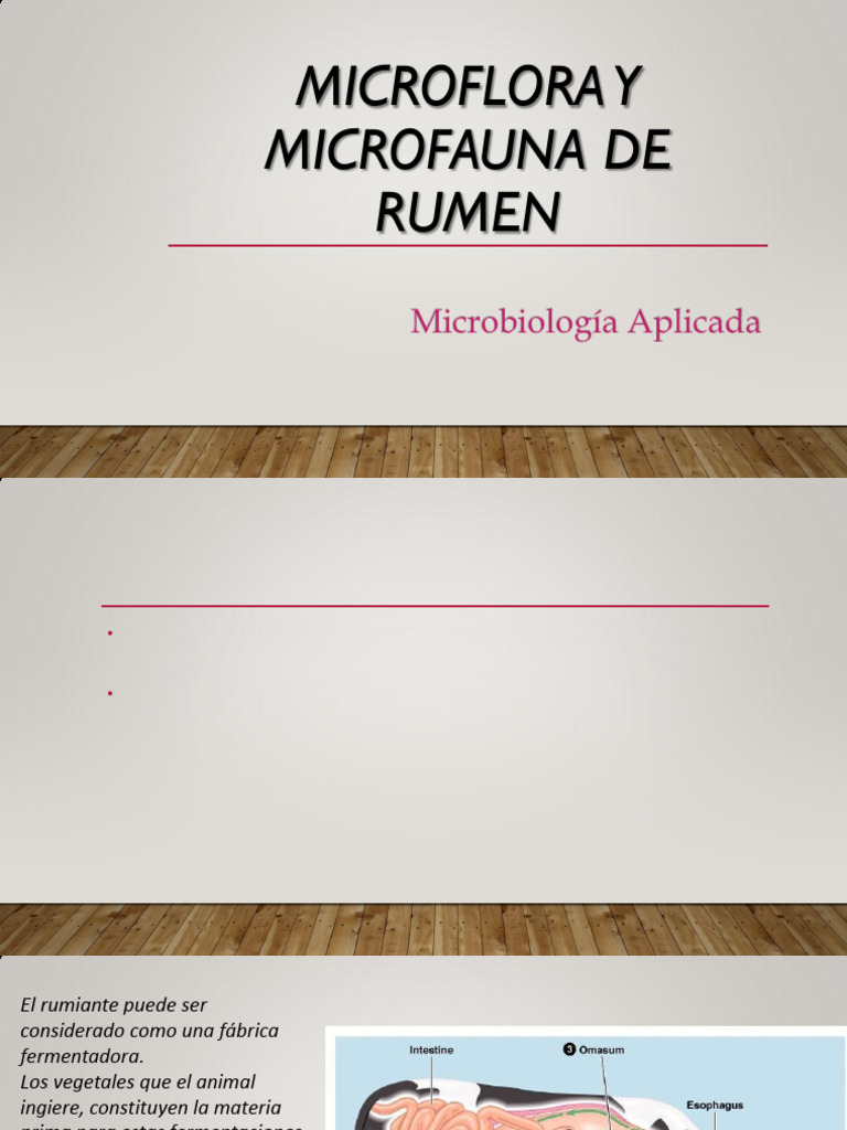 Microflora y Microfauna de Rumen | PDF | Digestión | Carbohidratos