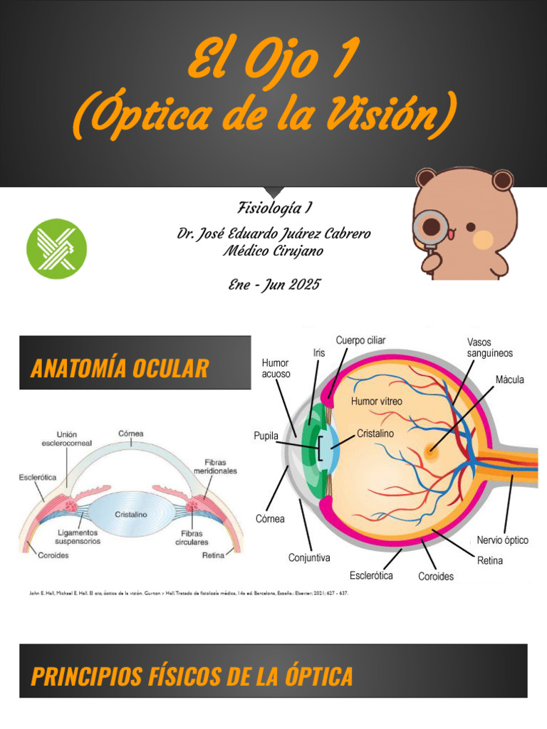 Formación de Imágenes en la Retina | PDF | Ojo humano | Percepción visual