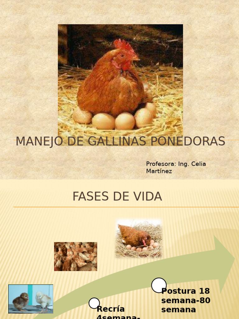 Manejo de gallinas ponedoras | PDF | Aves | Dieta