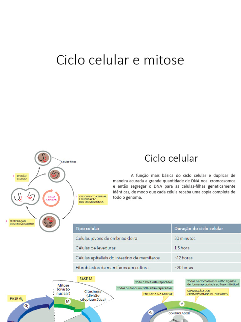 Ciclo Celular e Mitose | PDF