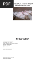 Broiler Production SBA Project Report | PDF | Broiler | Chicken