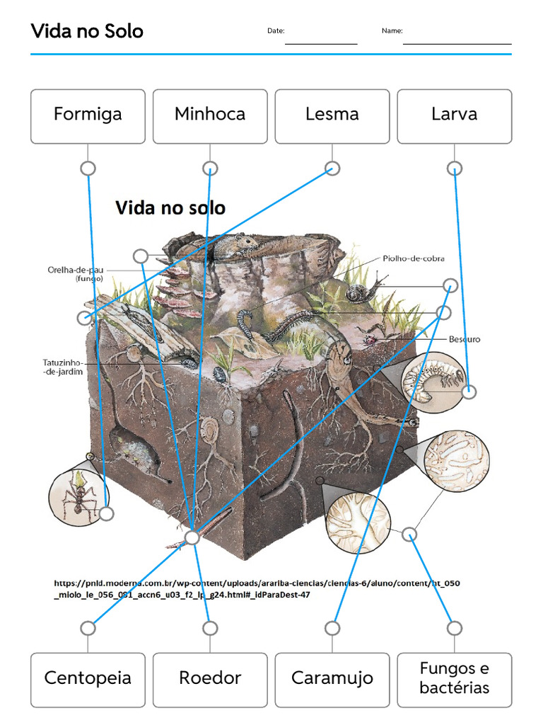 Vida No Solo Labelled Diagram | PDF