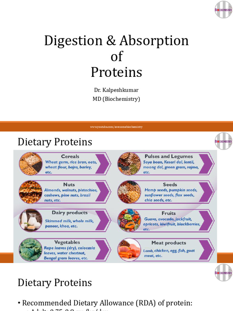 protein digestion and absorption | PDF | Digestion | Pancreas