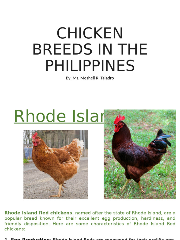 Chicken Breeds in The Philippines | PDF | Chicken | Poultry