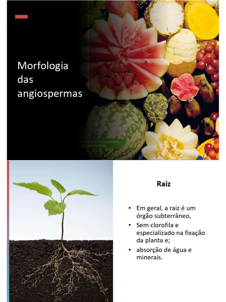 Material Cap 07 Morfologia Das Angiospermas | PDF | Raiz | Folha