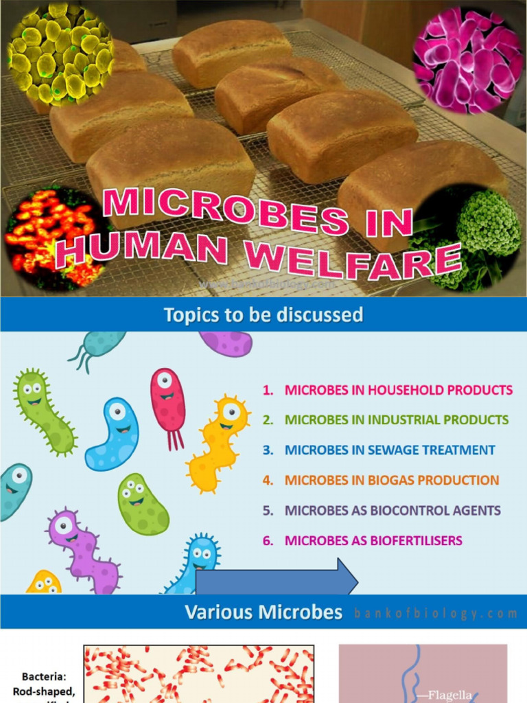 Microbes | PDF