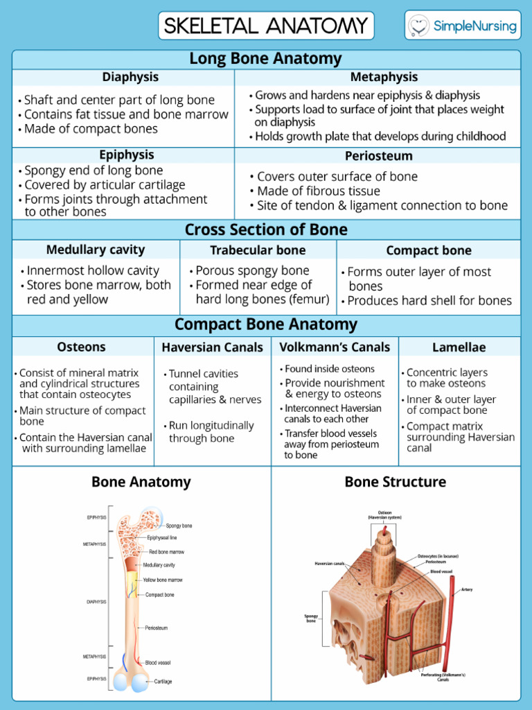 Skeletal Anatomy 2 | PDF