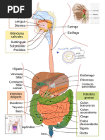 ESÒFAGO (Anatomía, Embriología, Histología y Fisiología) | PDF ...