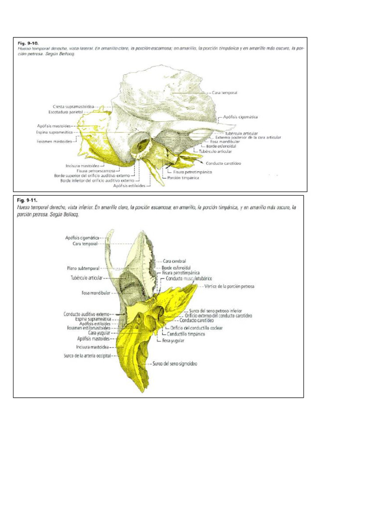 Hueso Temporal | PDF