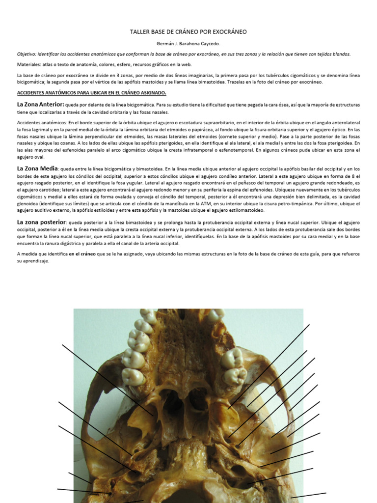 Taller Exocráneo | PDF | Cabeza y cuello humanos | Anatomía humana