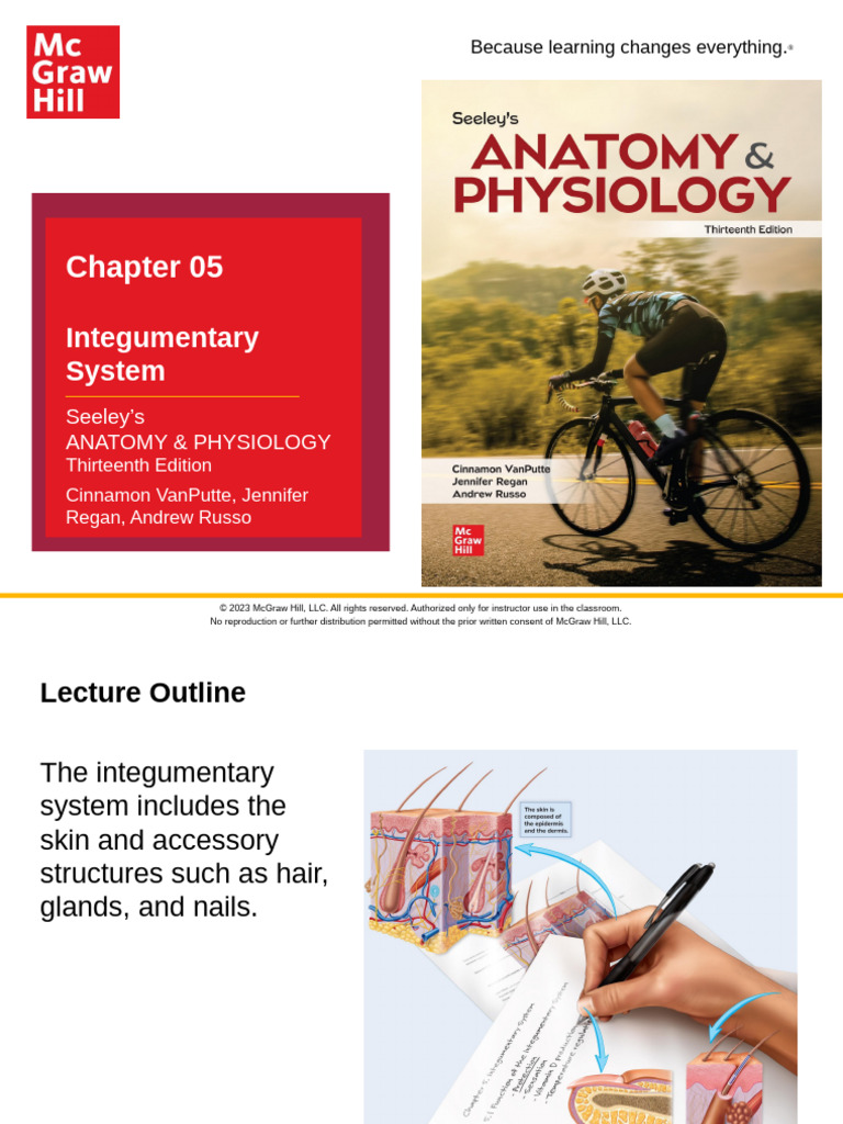 VanPutte_AP_13e_Chap05_PPT_Integumentary System (5) | PDF | Epidermis ...