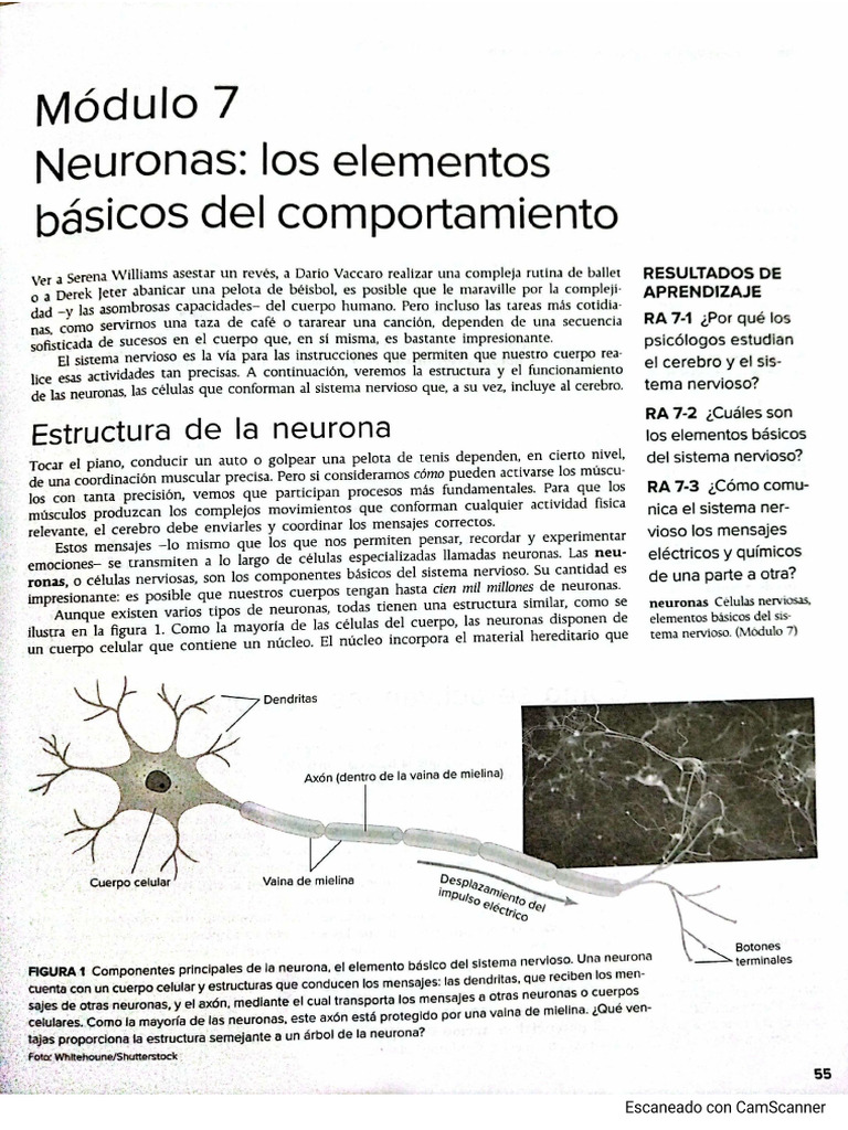 Módulo 7 Neuronas | PDF
