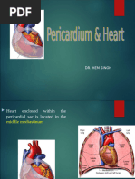 Circulatory System of Frog | PDF | Heart | Atrium (Heart)