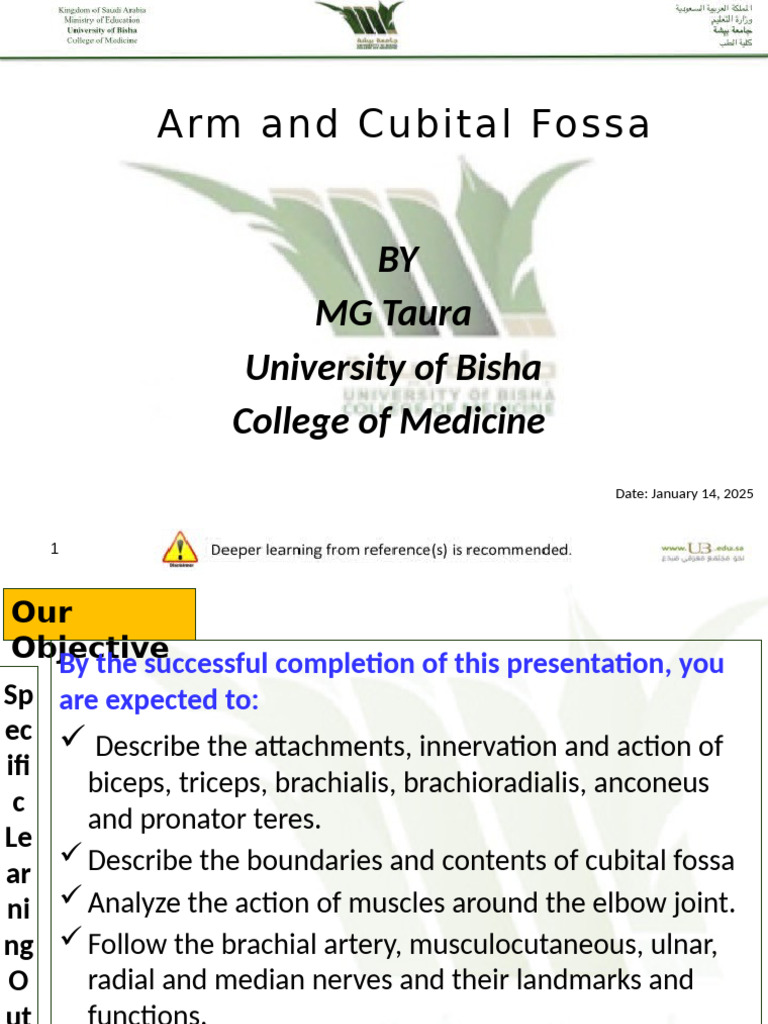 Arm and Cubital Fossa 2025 | PDF | Arm | Elbow