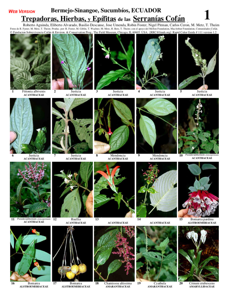 111 Serranias Cofan-VEH 1.2 1 | PDF | Plantas