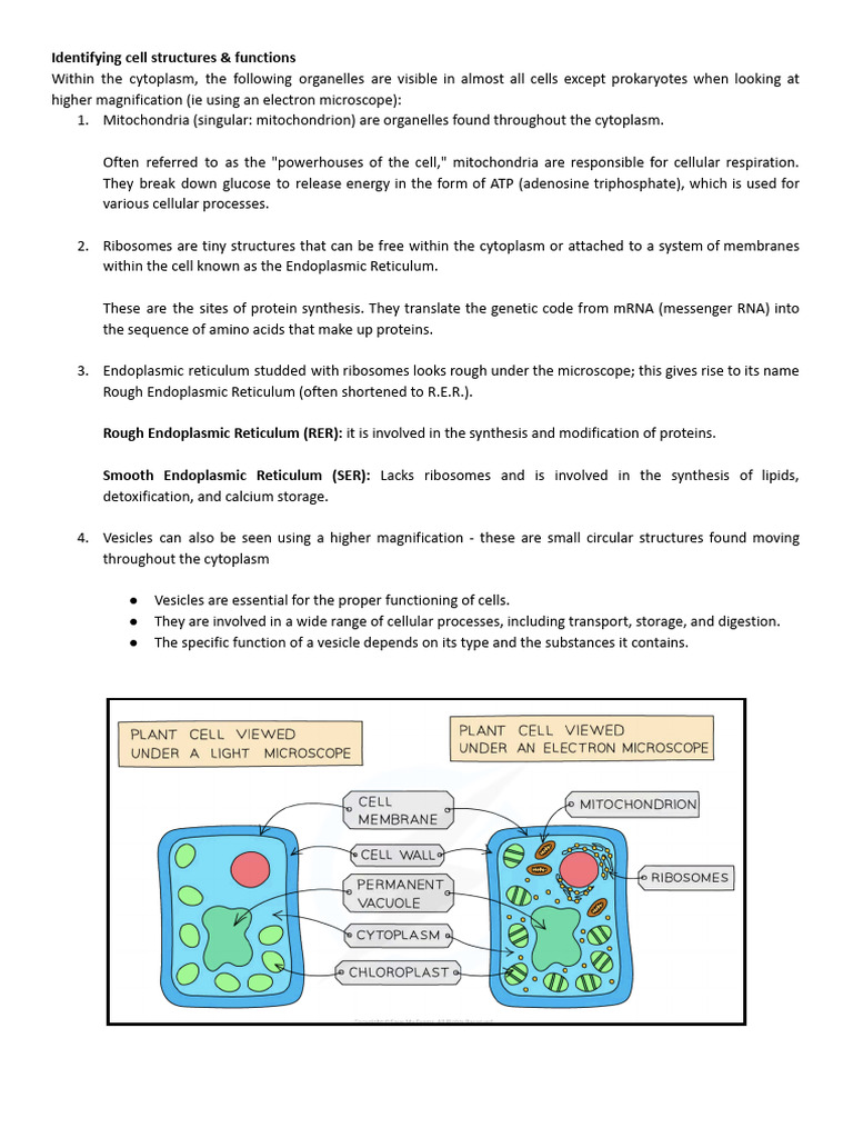 Cell Structures and Functions Explained | PDF | Endoplasmic Reticulum ...