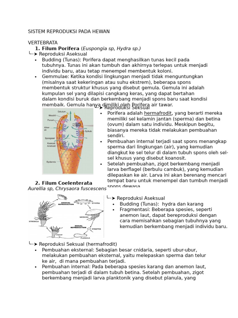 Reproduksi Hewan Vertebrata dan Invertebrata | PDF