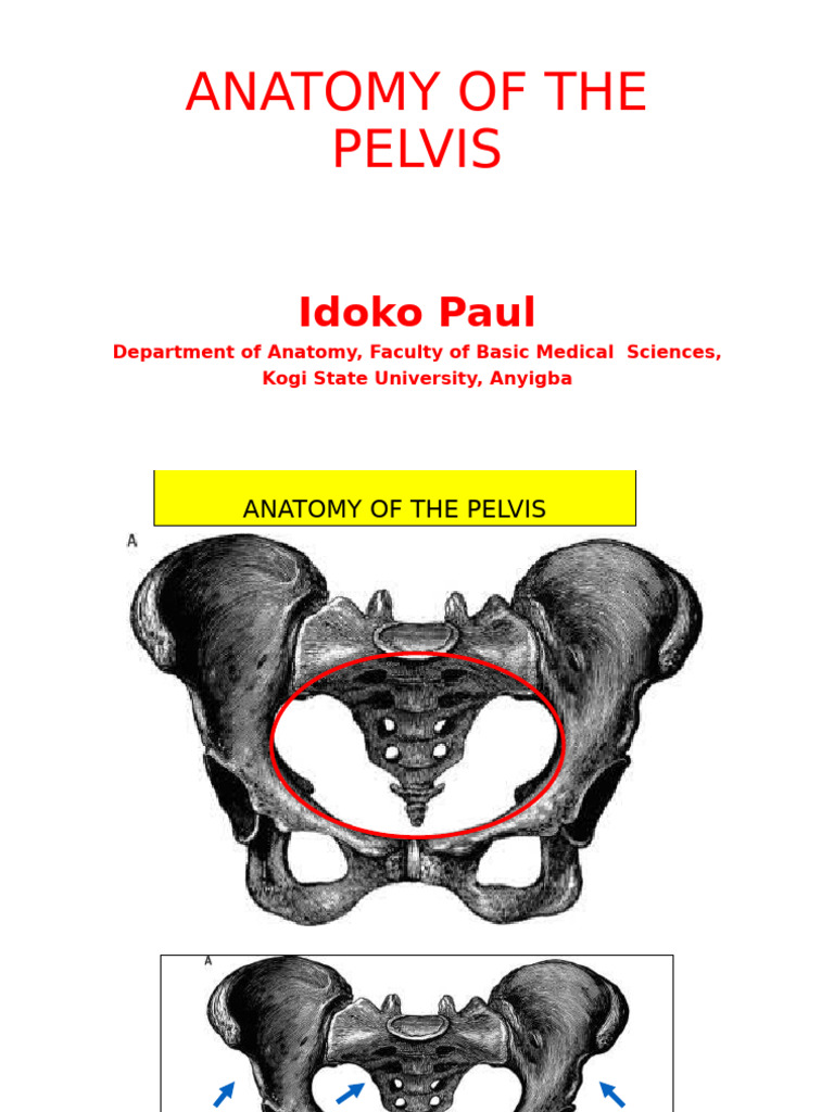 Anatomy of The Pelvis | PDF | Pelvis | Human Anatomy