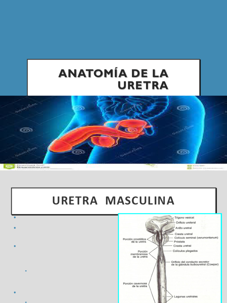 ANATOMIA Uretra | PDF | Próstata | Vagina