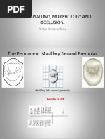 13 - Maxillary 2. Molar | PDF | Dental Anatomy | Tooth