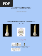 13 - Maxillary 2. Molar | PDF | Dental Anatomy | Tooth