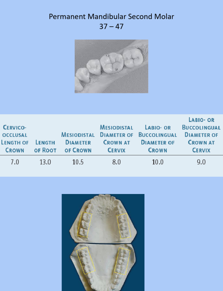 Anatomy of the Mandibular Second Molar | PDF | Dental Anatomy | Dentistry