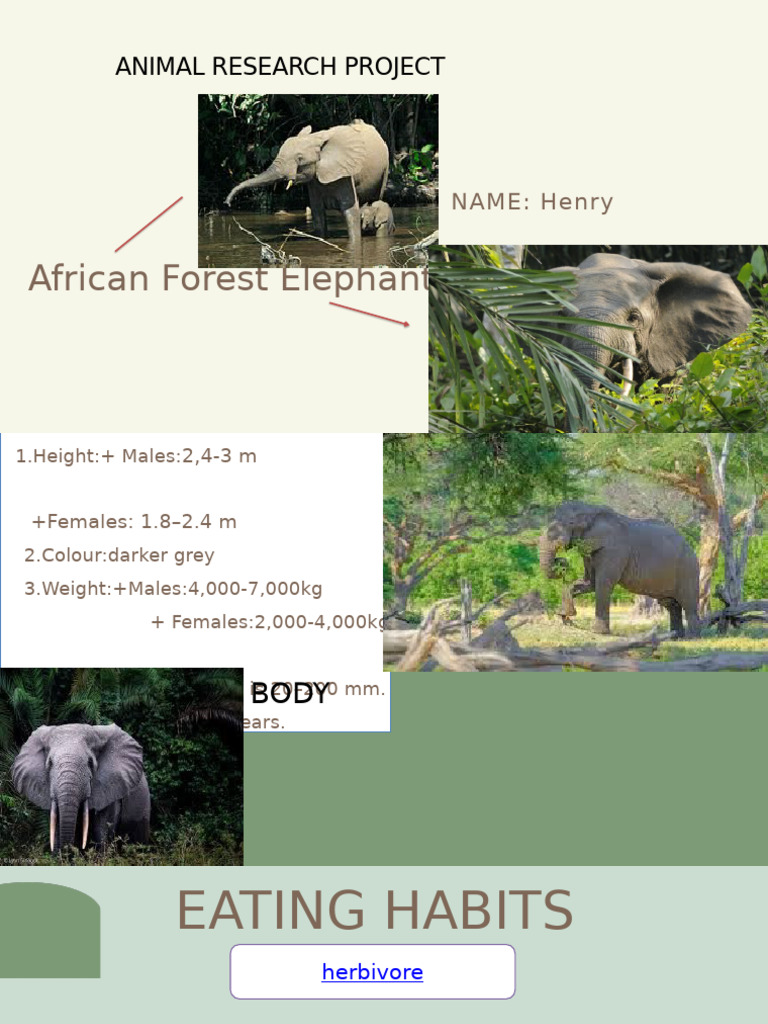 African Forest Elephant | PDF