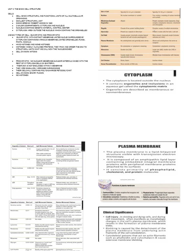 Unit 3 - The Basic Cell Structure | PDF | Cell (Biology) | Lysosome