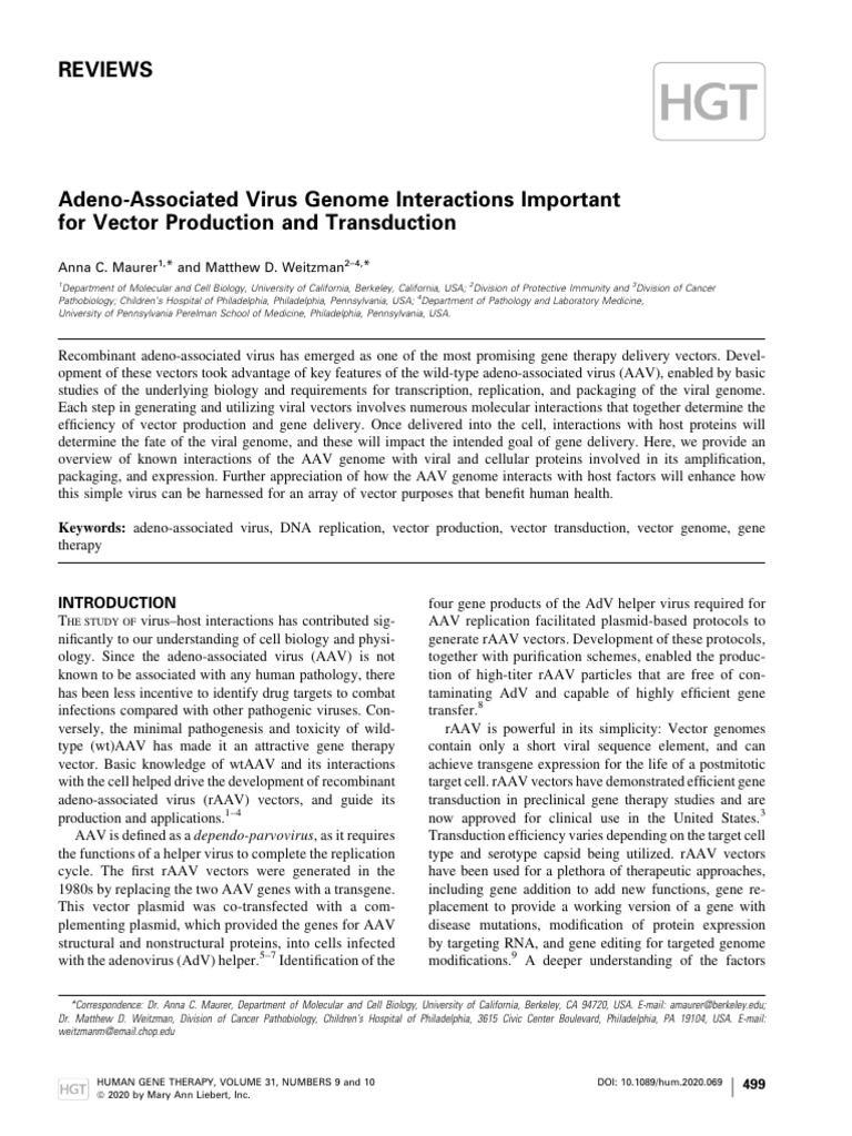 AAV Genome Interactions For Production and Transduction | PDF | Viral ...