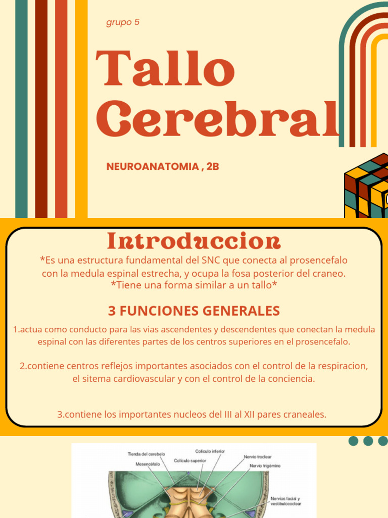 Estructura y Funciones del Tallo Cerebral | PDF | Tronco encefálico ...