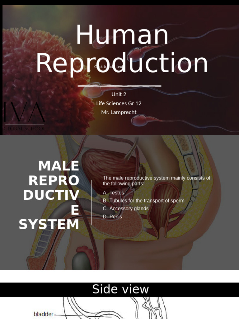 Unit 2 Human Reproduction | PDF | Menstrual Cycle | Ovary