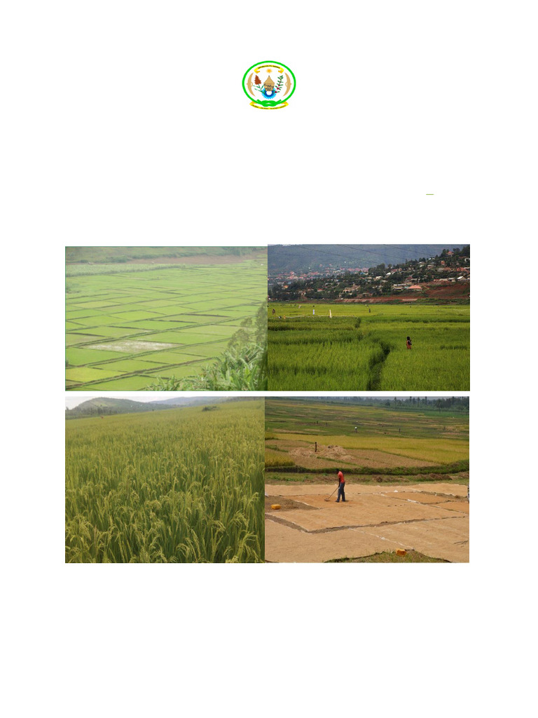 2021 National Rice Dev Strategy | PDF | Agriculture | Rice