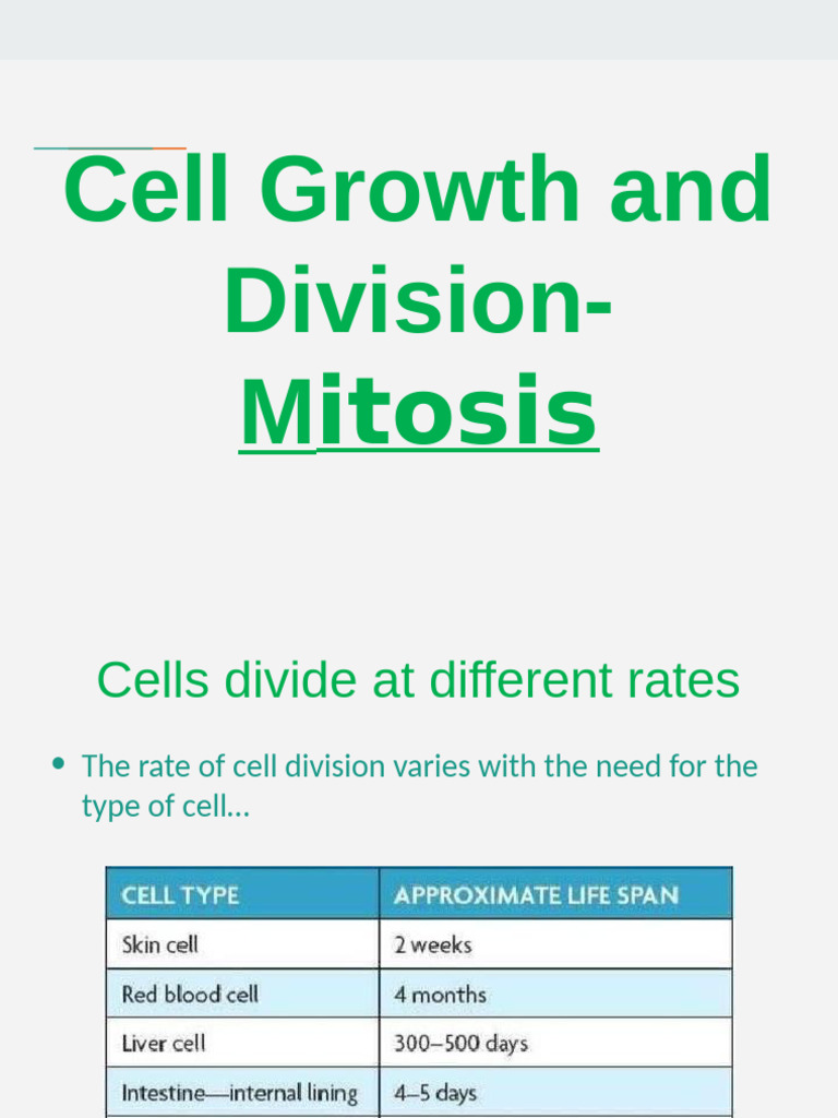 Student Copy of Mitosis | PDF