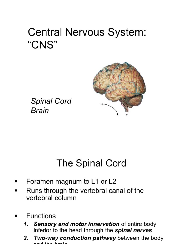 Cerebral Cortex and Brain Structures | PDF | Spinal Cord | Vertebral Column