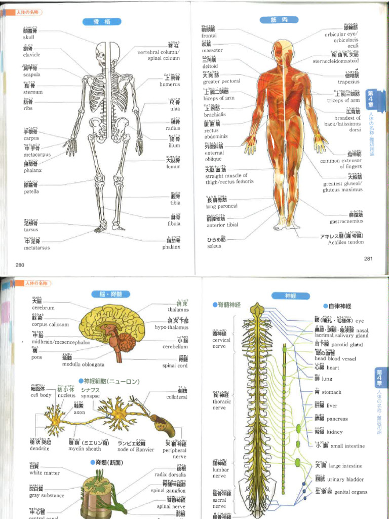 人体の名称 for kaigo | PDF