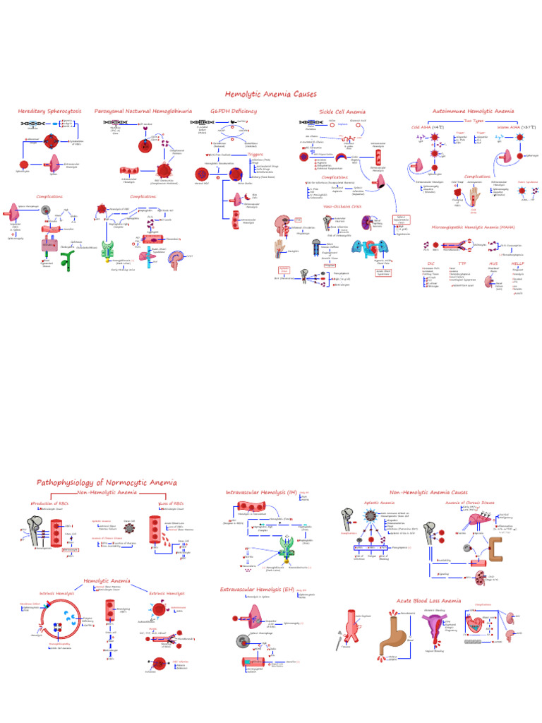 HEME-02 Normocytic Anemia (Illustrations - Key) | PDF | Anemia | Red ...