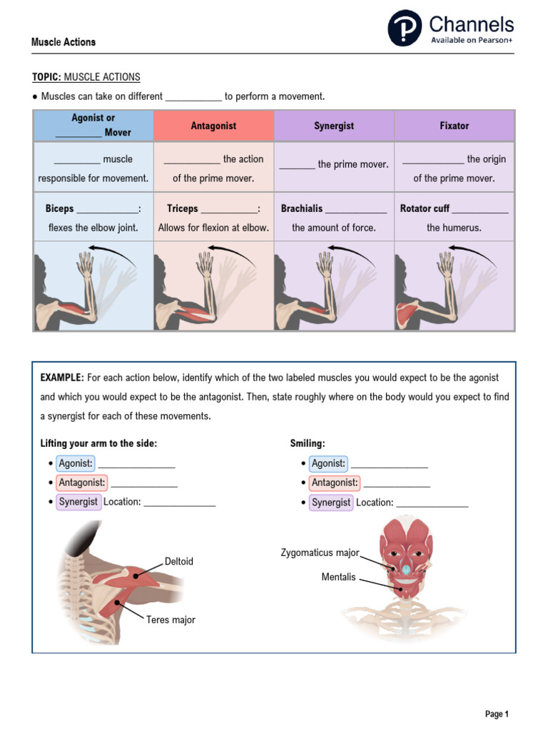 Muscle Actions-worksheet | PDF | Lower Limb Anatomy | Joints