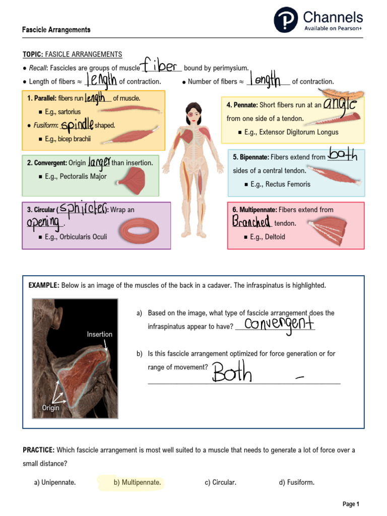 Edited - Worksheets: Muscles (1) | PDF | Musculoskeletal System | Soft ...