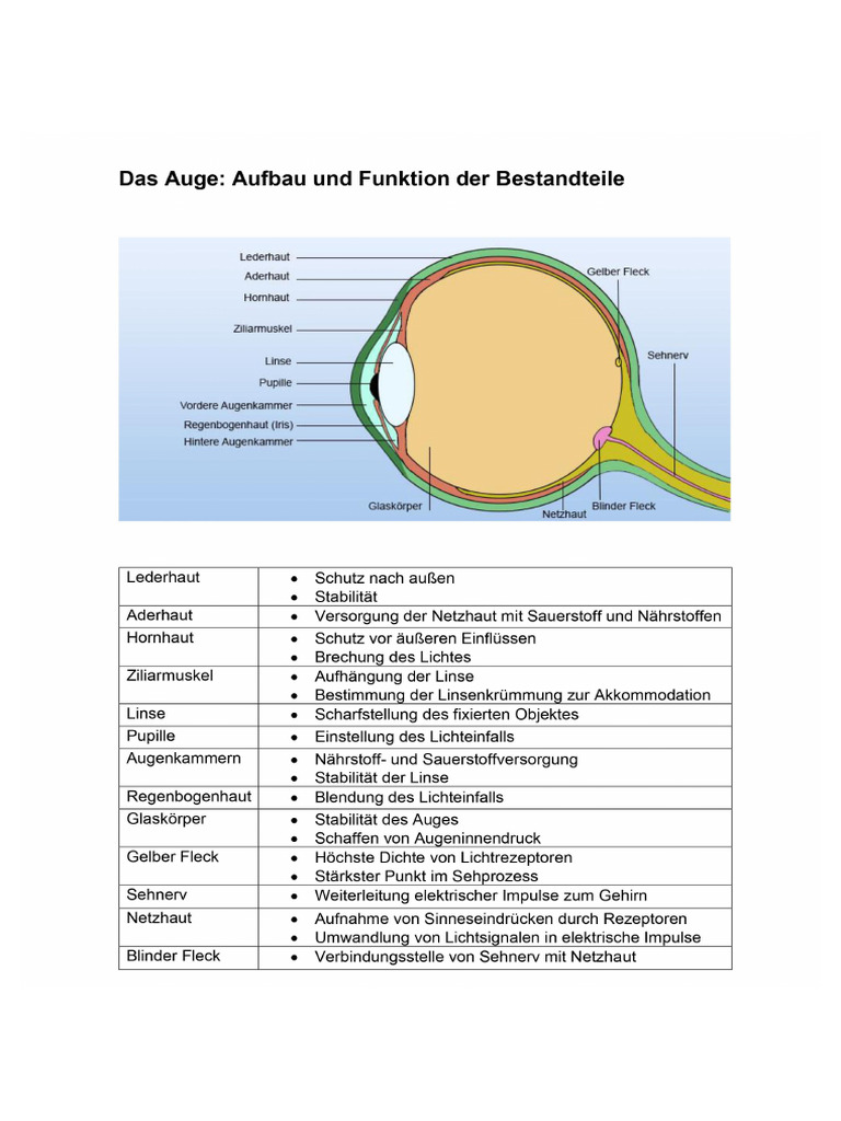 Auge Aufbau Und Funktion Tabelle | PDF