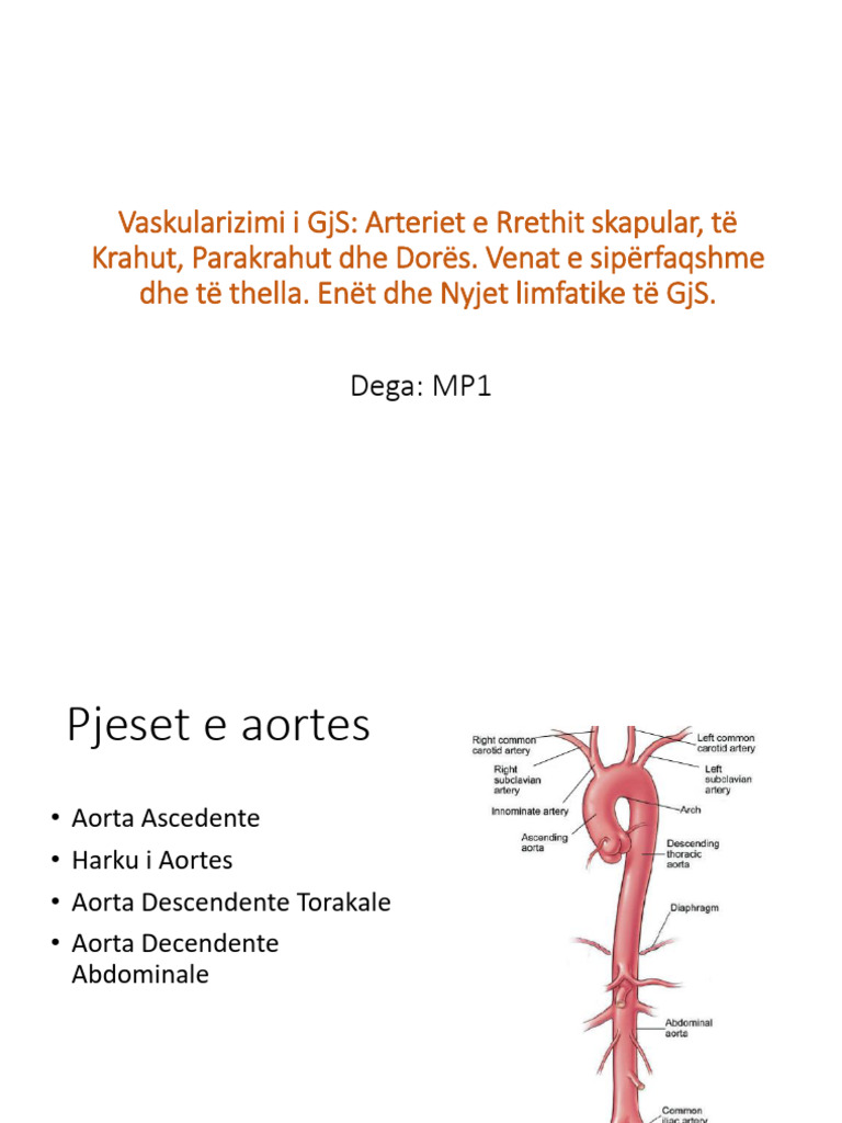 Vaskularizimi Gjymtyret e Siperme (Arterial, Venoz, Limfatik) | PDF